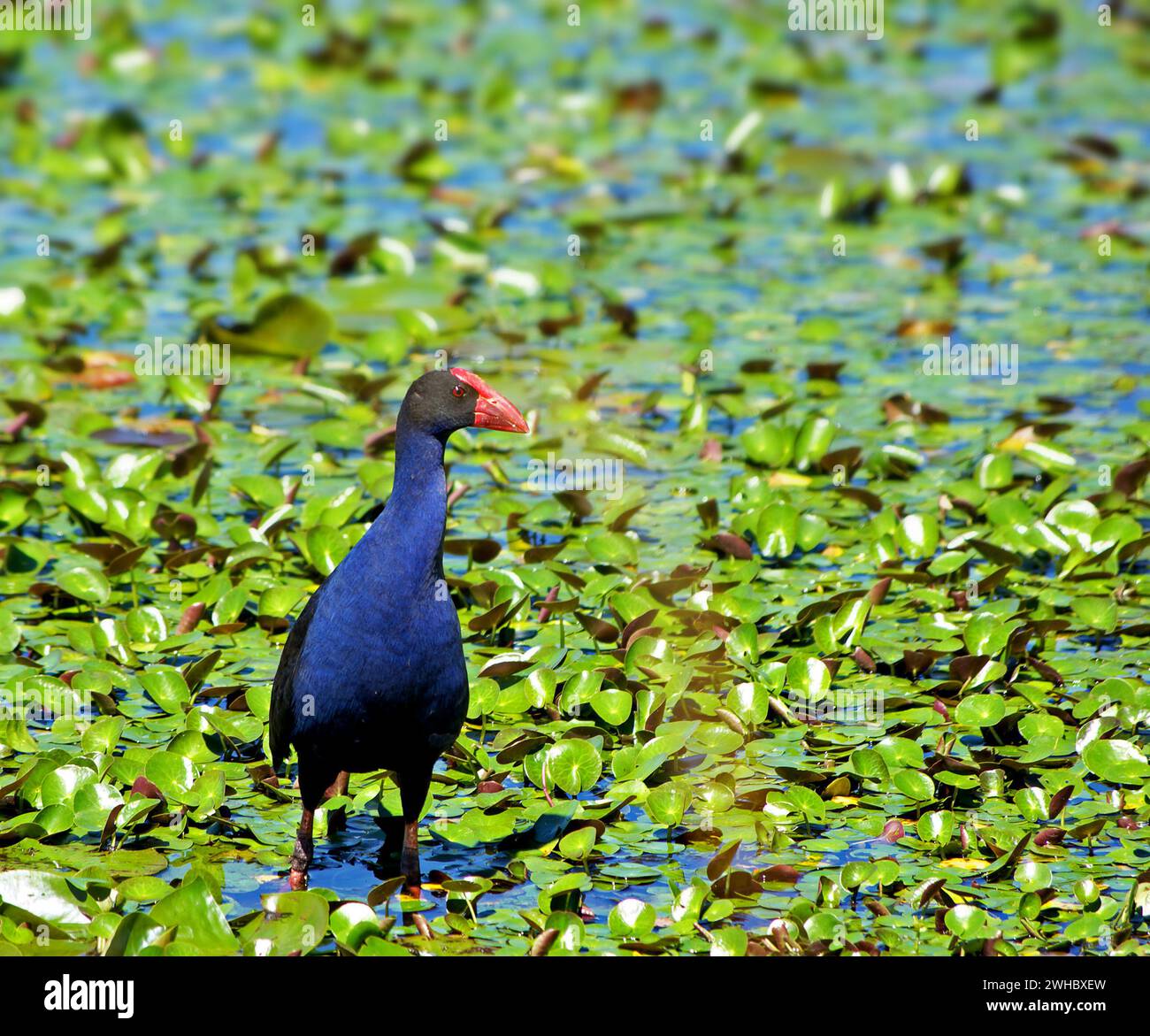 Swamp lilypads hi-res stock photography and images - Alamy