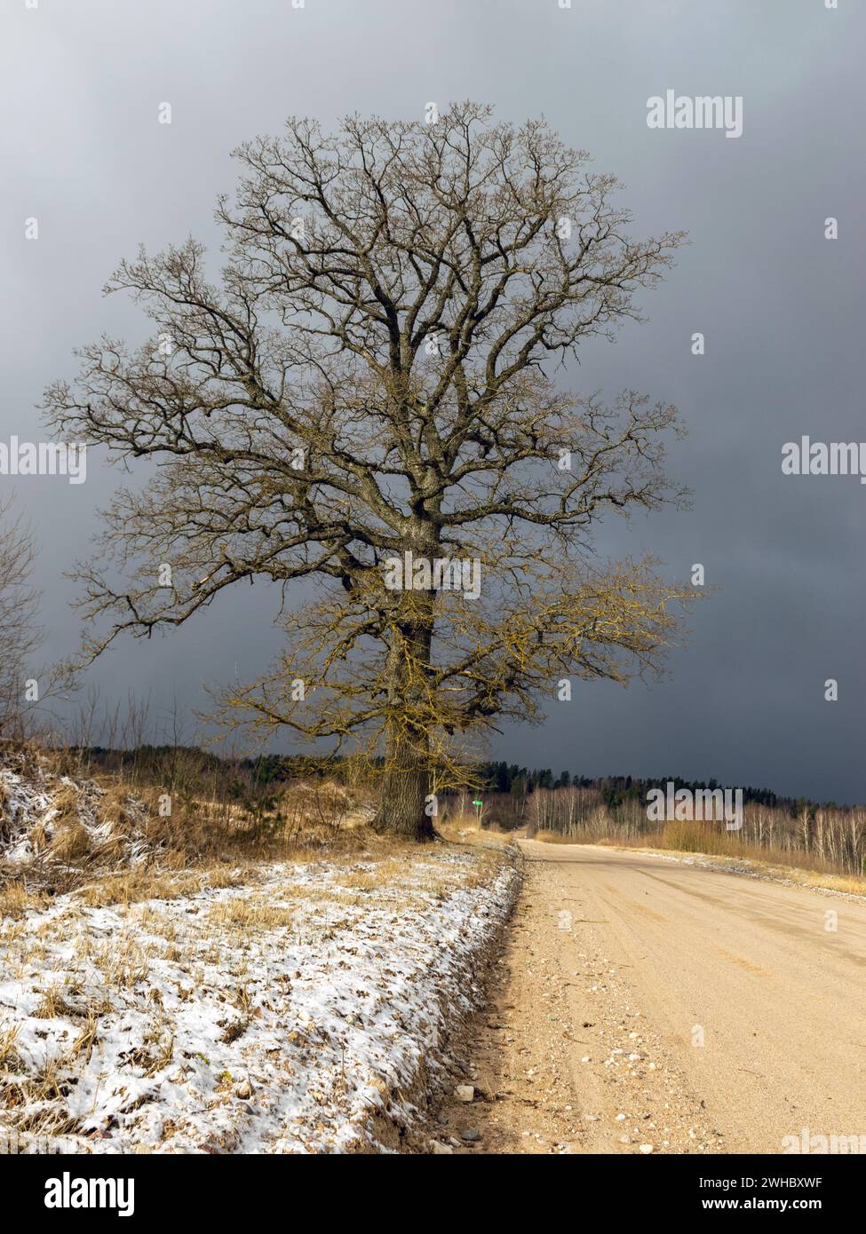 landscape with beautiful oak silhouette and path texture in the ...