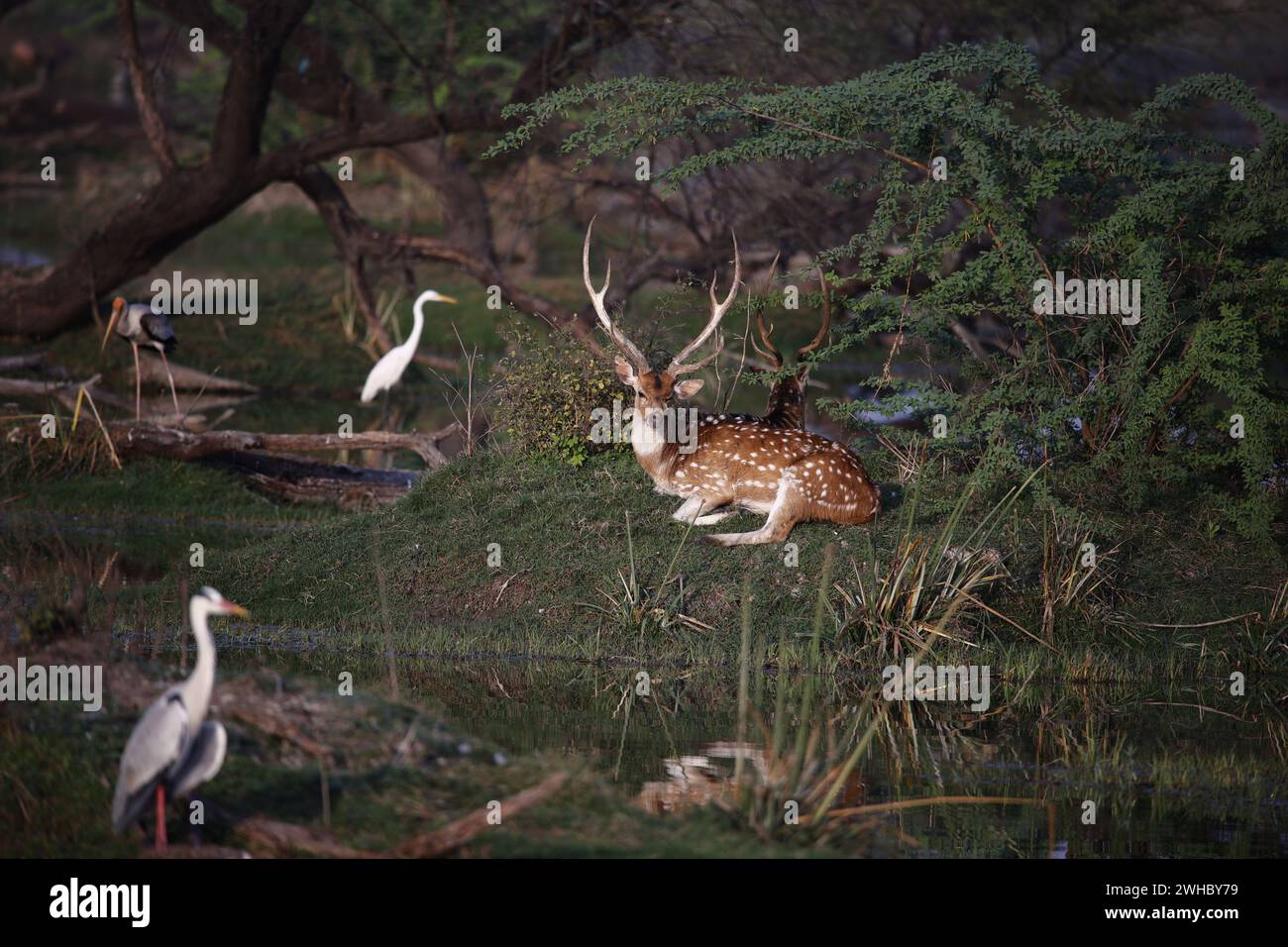 Spotted deer by a lake Stock Photo - Alamy