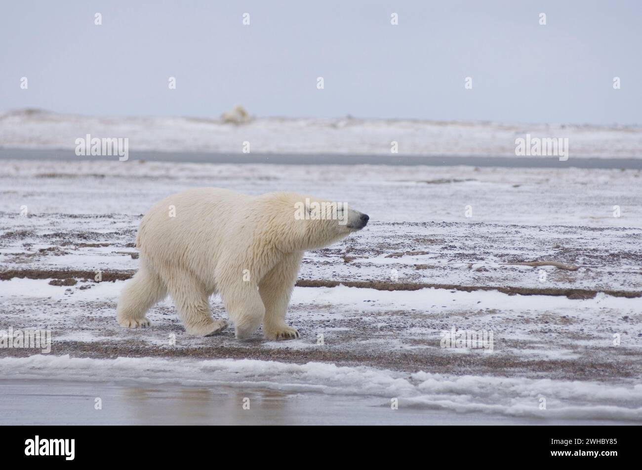 polar bear, Ursus maritimus Boar neck thicker then head on a barrier ...