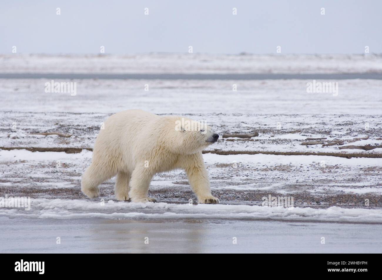 polar bear, Ursus maritimus Boar neck thicker then head on a barrier ...