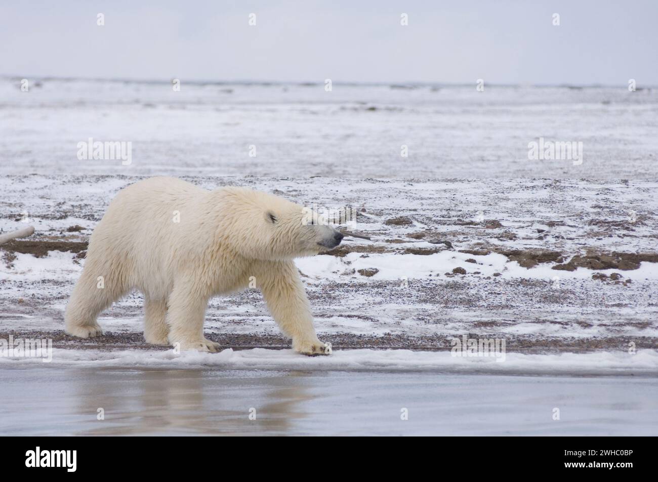 polar bear, Ursus maritimus Boar neck thicker then head on a barrier ...