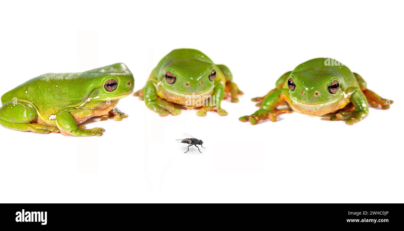 Green tree frogs and a fly Stock Photo - Alamy