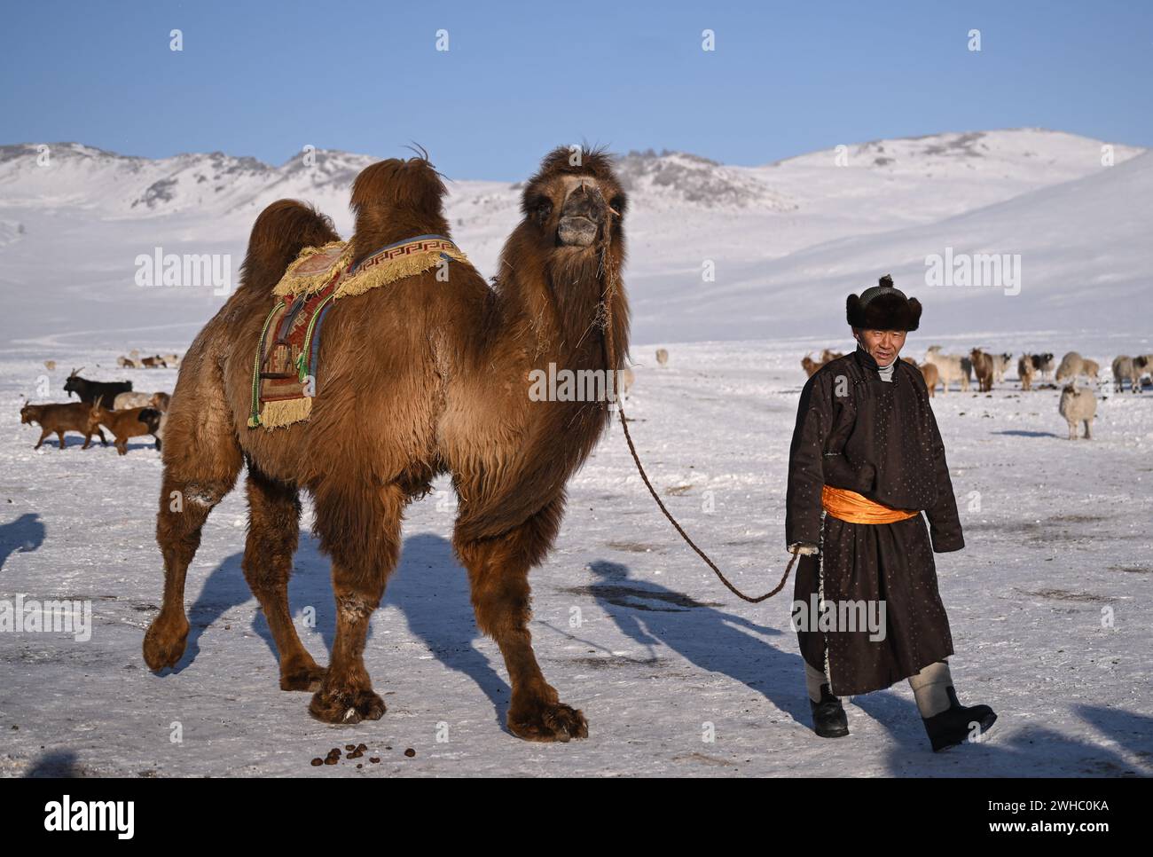 Tuv Aimak, Mongolia. 08th Feb, 2024. Nomad with his camel. Credit ...