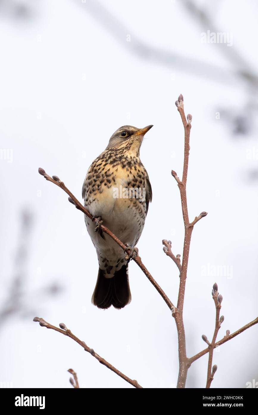 Fieldfare (Turdus pilaris) Norfolk January 2024 Stock Photo - Alamy