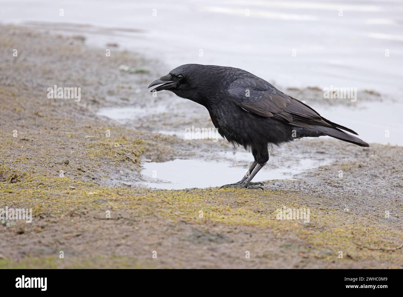 Carrion Crow (Corvus corone) cawing Whitlingham CP Norfolk January 2024 ...