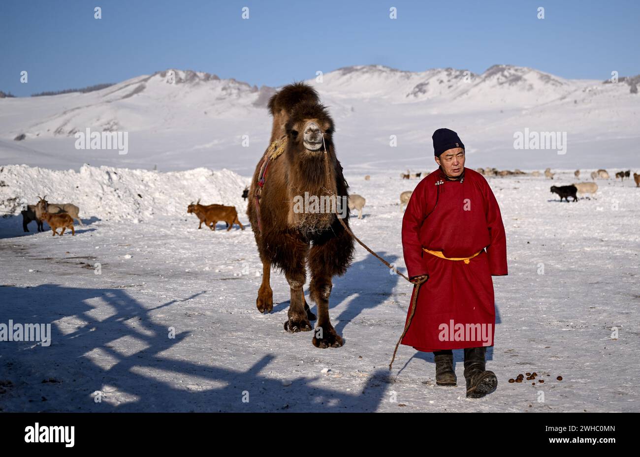 Tuv Aimak, Mongolia. 08th Feb, 2024. Nomad with his camel in Mongolia ...
