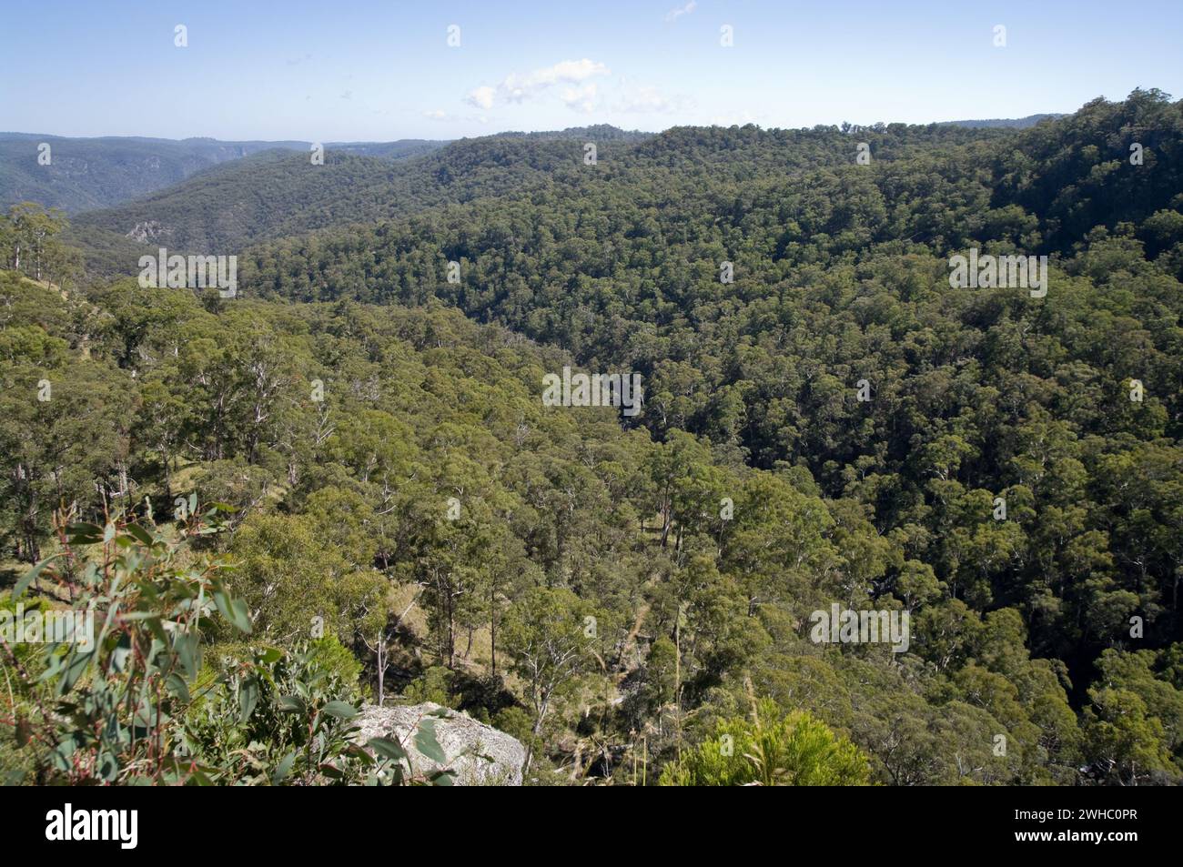Forested forest hi-res stock photography and images - Alamy