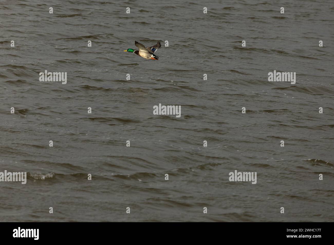 Mallard drake duck in flight over water Stock Photo - Alamy