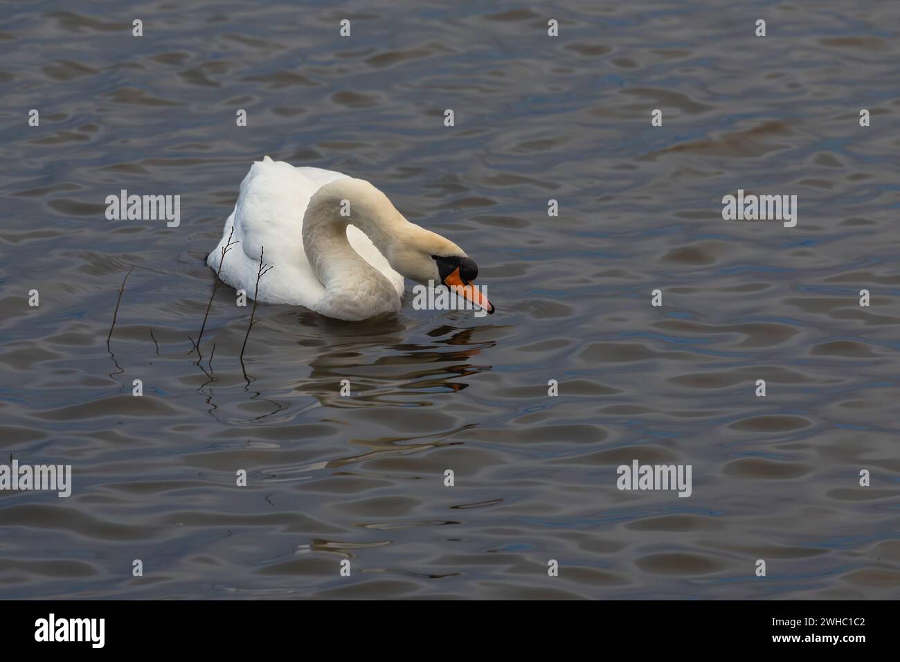 Neck stretched out hi-res stock photography and images - Alamy