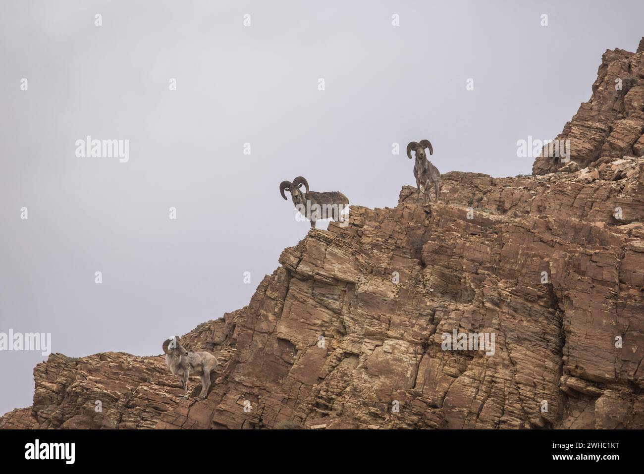 Argali sheep hi-res stock photography and images - Alamy
