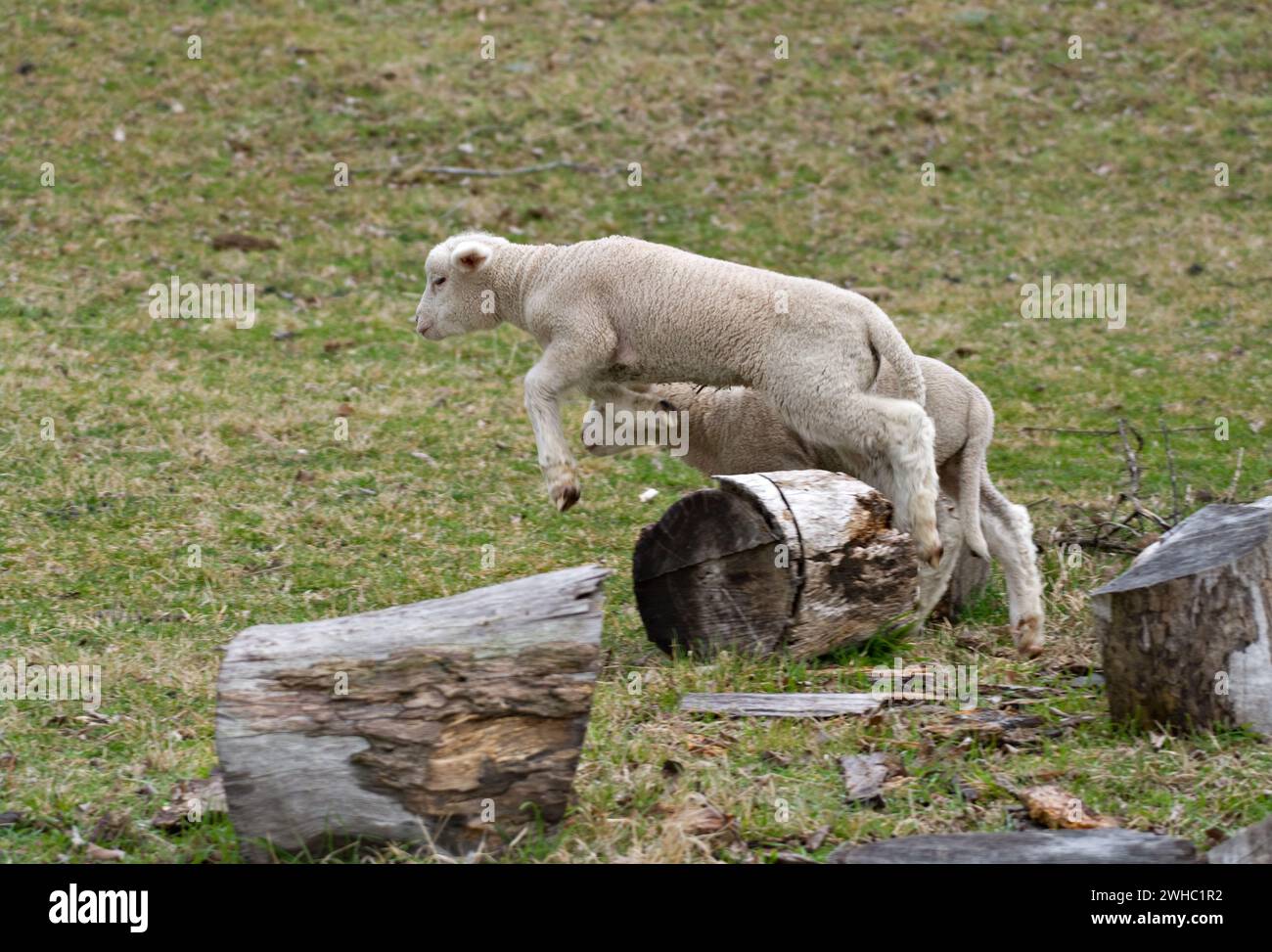 Young baby lamb jumping Stock Photo - Alamy