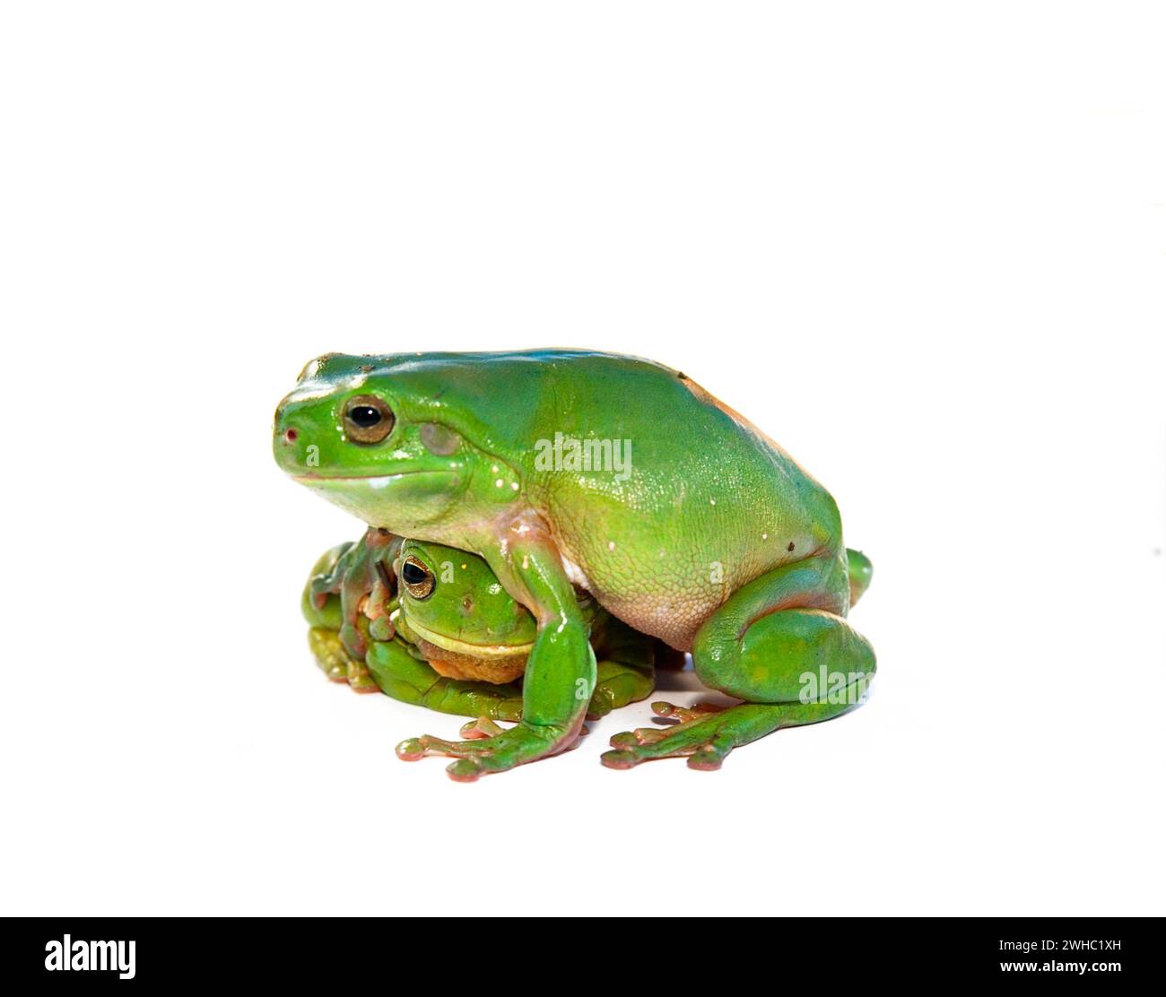 Two frogs Cut Out Stock Images & Pictures - Alamy