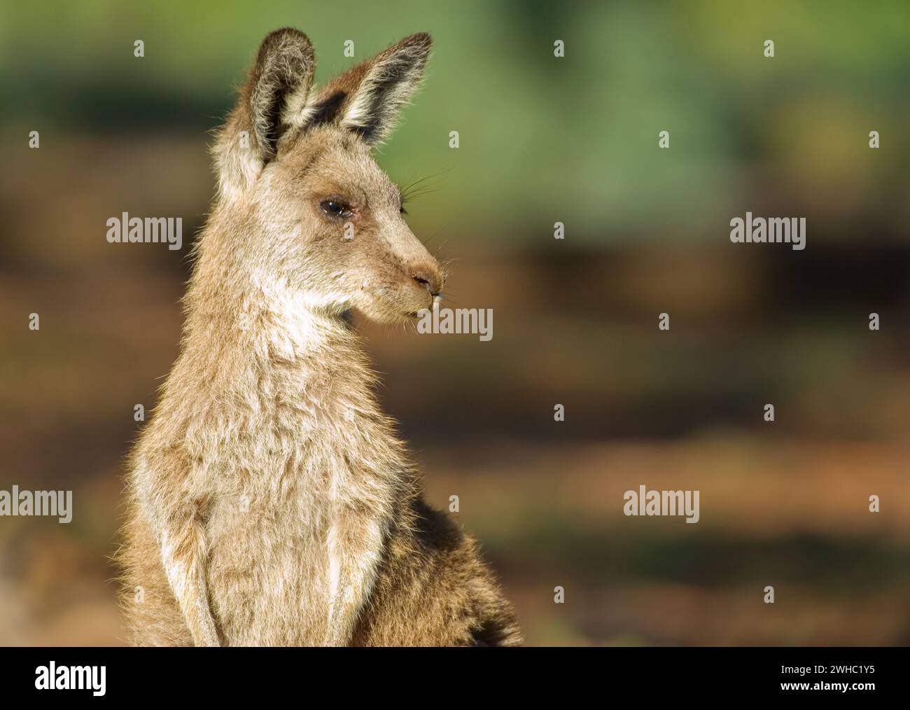 Eastern grey kangaroo Stock Photo - Alamy