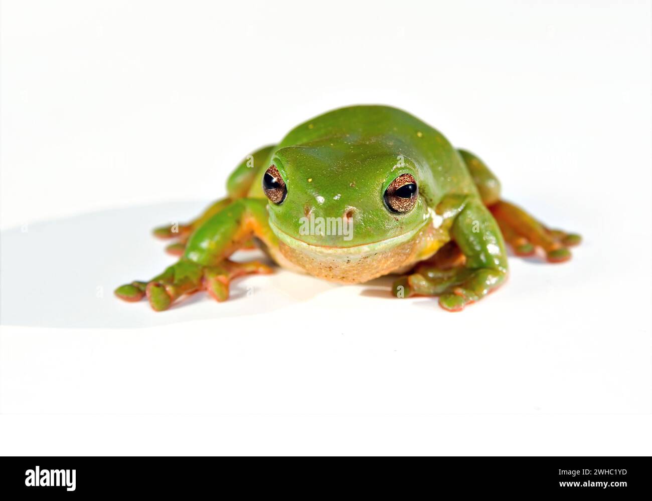 Green tree frog on white background Stock Photo - Alamy