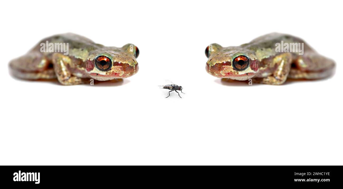 Two frogs one fly Stock Photo - Alamy