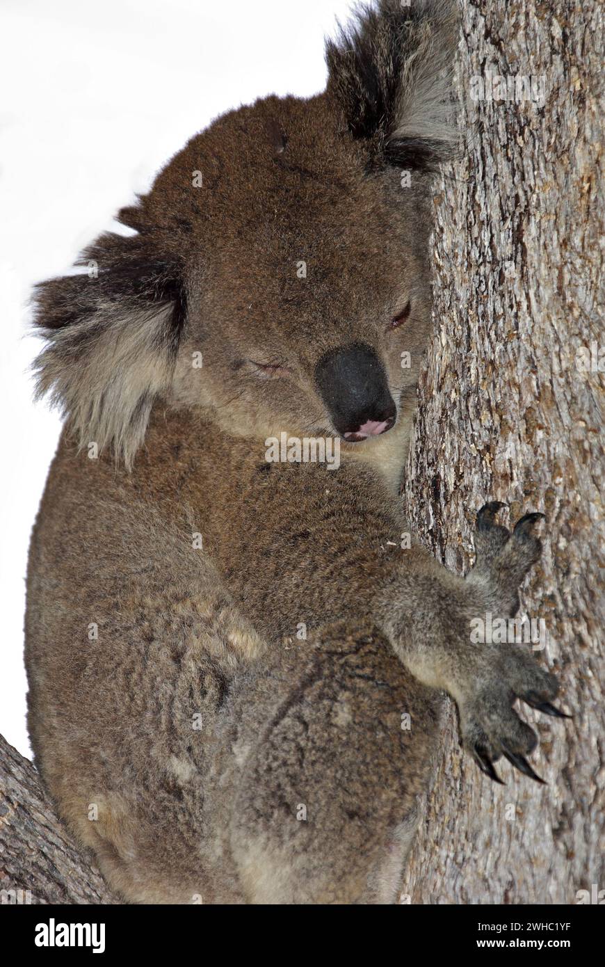 Tree koala hi-res stock photography and images - Alamy