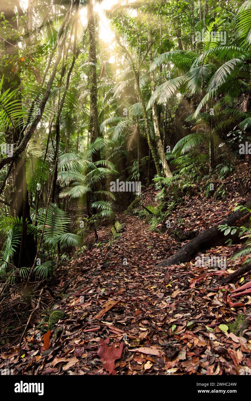Rainforest path hi-res stock photography and images - Alamy