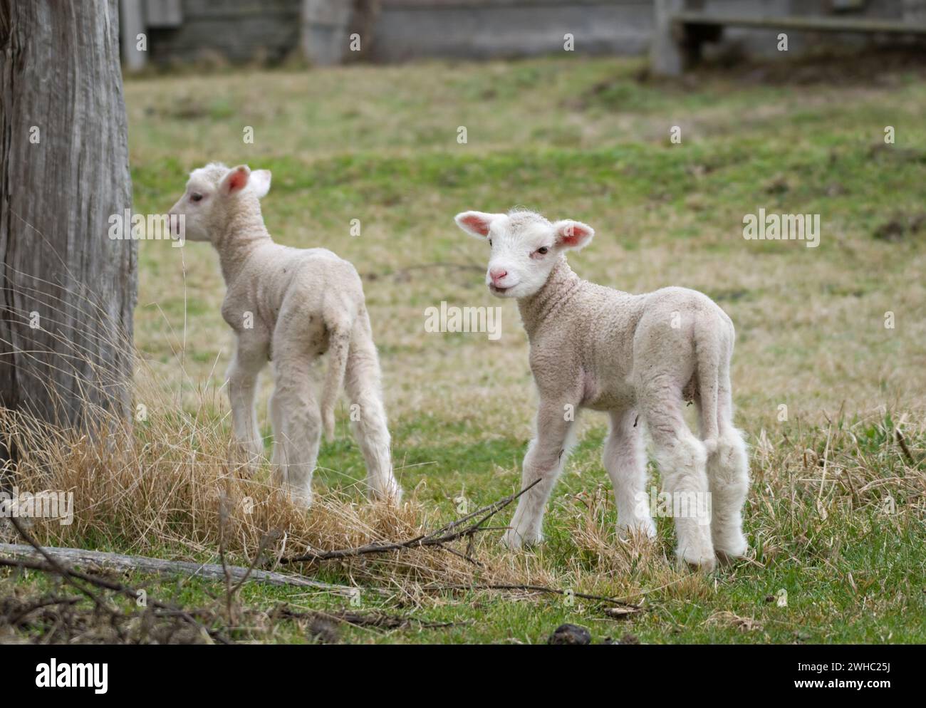 Sheep on farm looking hi-res stock photography and images - Alamy