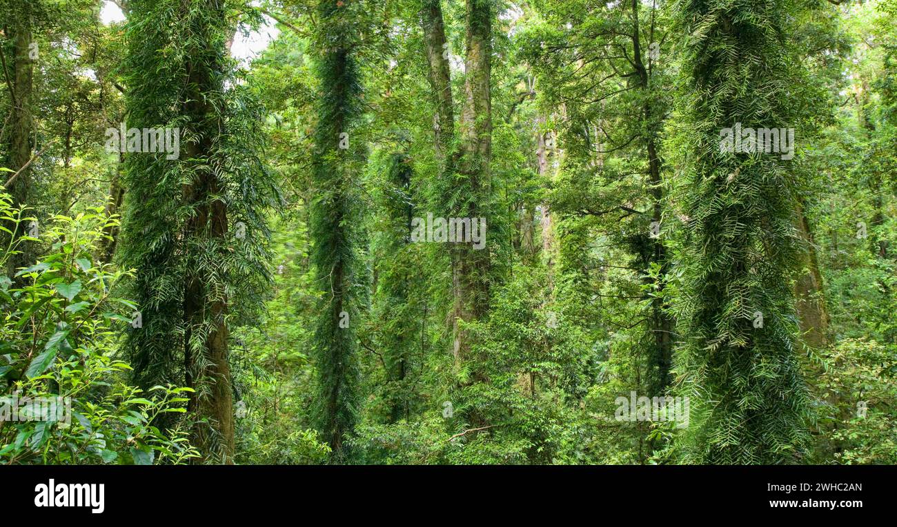 Beautiful dorrigo world heritage rainforest Stock Photo - Alamy