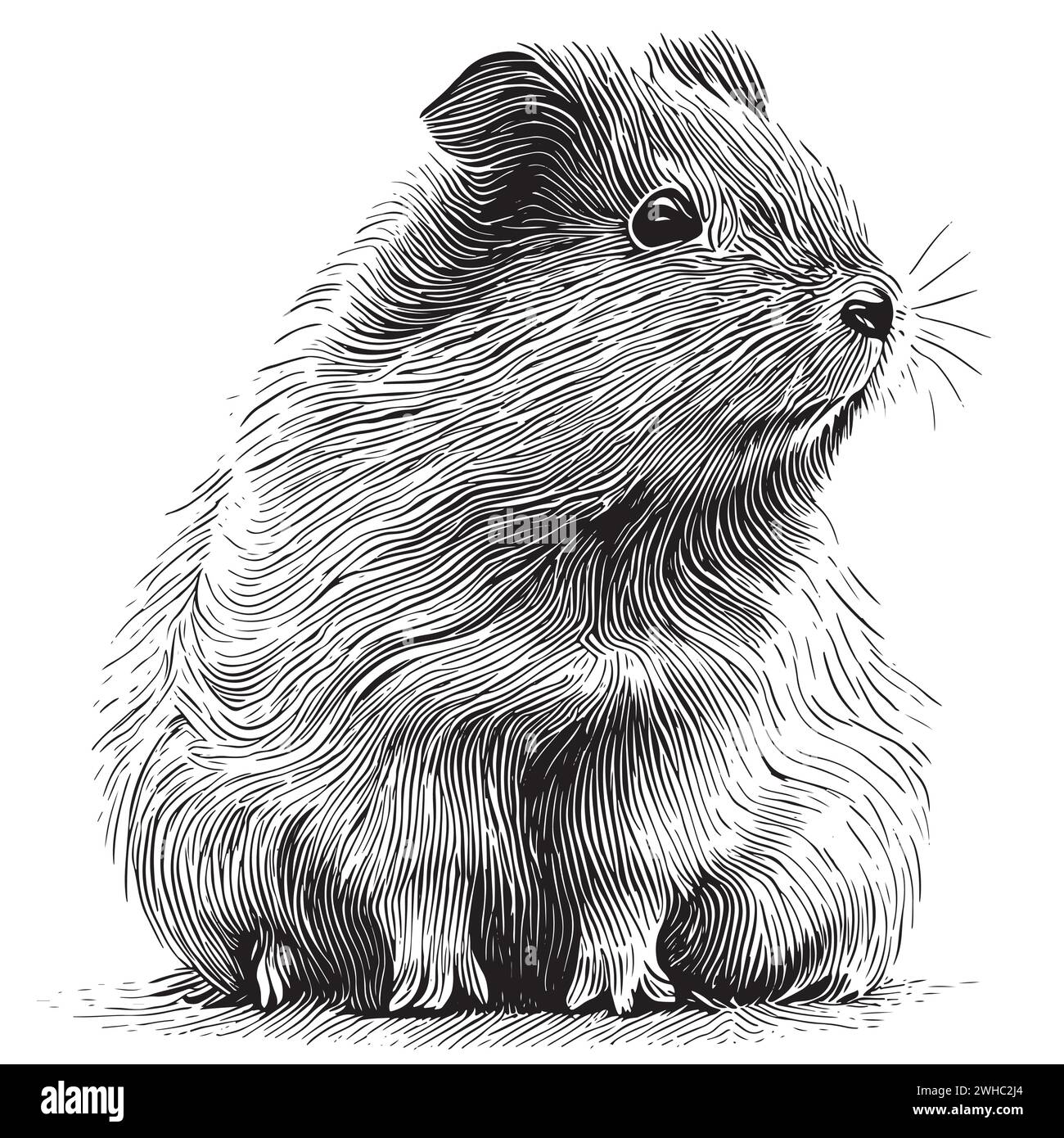 Vector antique engraving drawing illustration of guinea pig or cavy ...