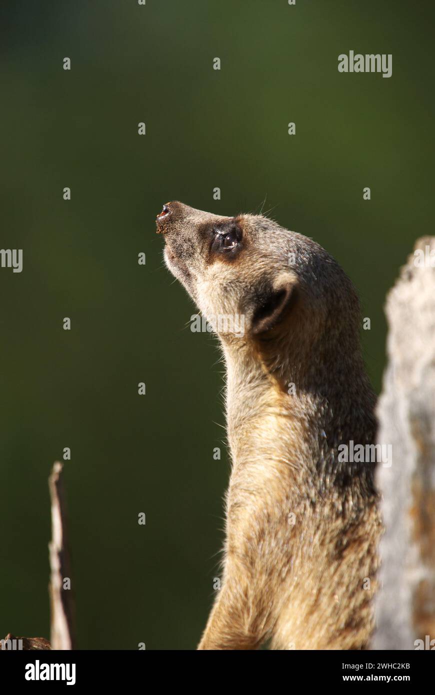 Meerkat on guard hi-res stock photography and images - Alamy