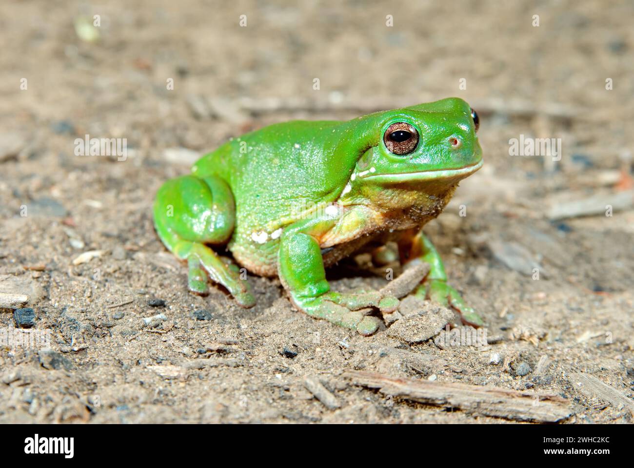 a big green tree frog, litoria caerula sitting on dirt Stock Photo - Alamy