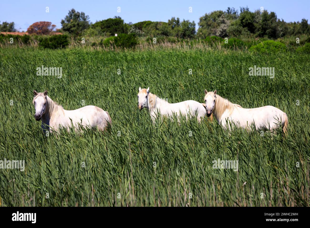 Wild Camargue Horses, France Stock Photo - Alamy