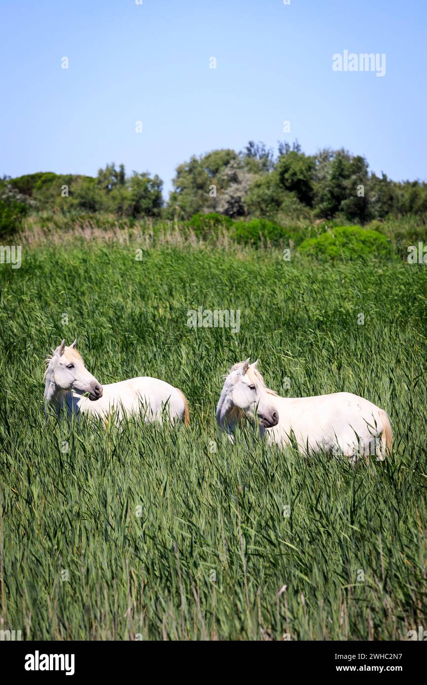 Wild Camargue Horses, France Stock Photo - Alamy