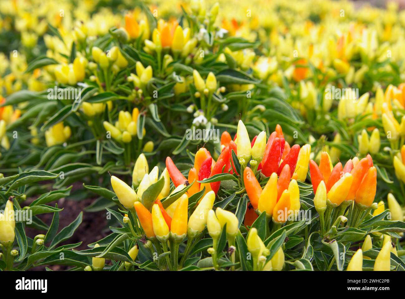 Chilli plants hi-res stock photography and images - Alamy