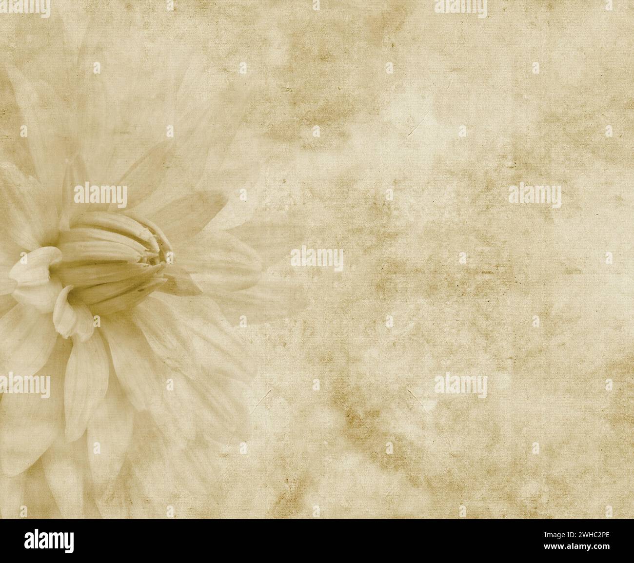 Old rough paper parchment floral hi-res stock photography and images ...