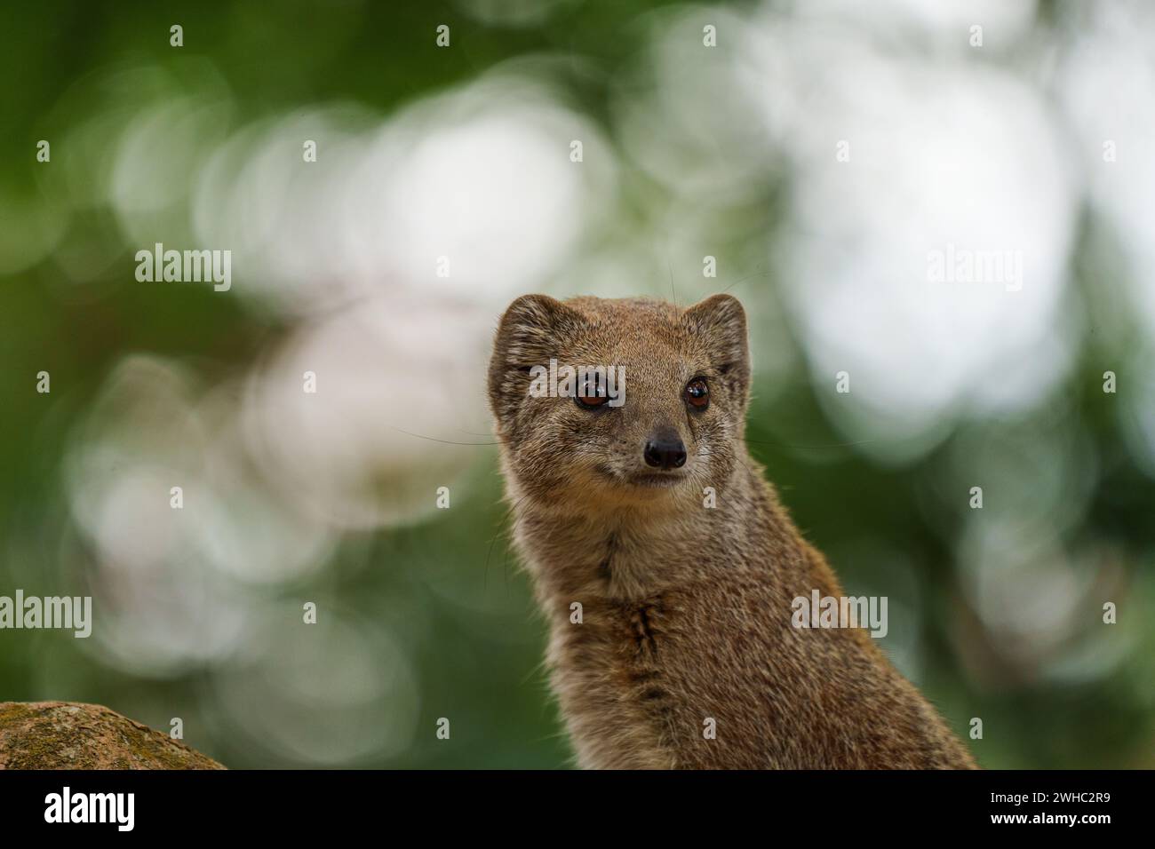 smal mongoose watching in a zoo Stock Photo - Alamy