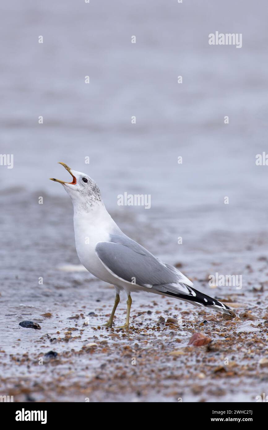 Common Gull (Larus canus) Norfolk January 2024 dropping Common Mussel ...