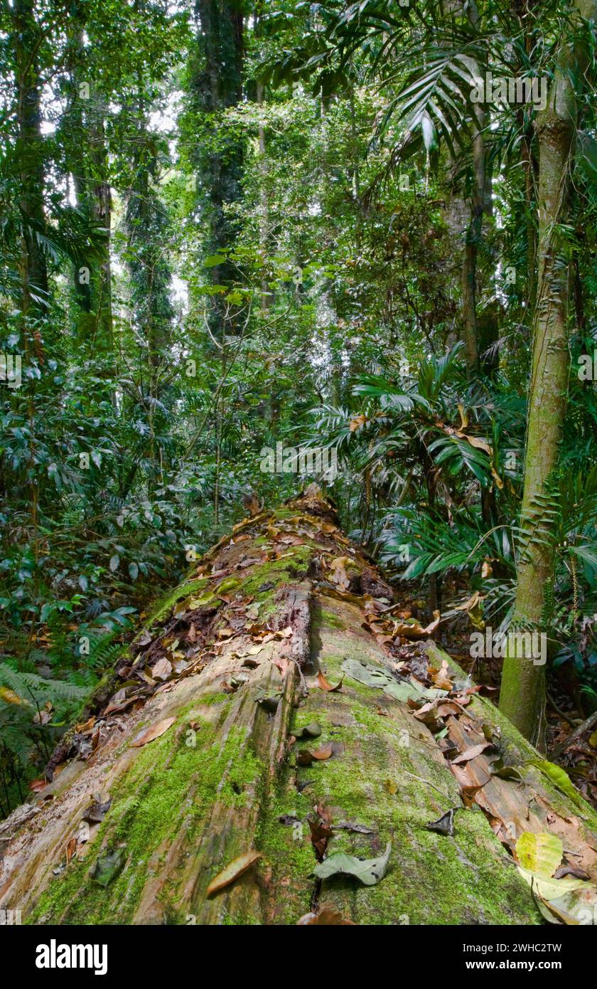 Fallen tree in the rainforest Stock Photo - Alamy