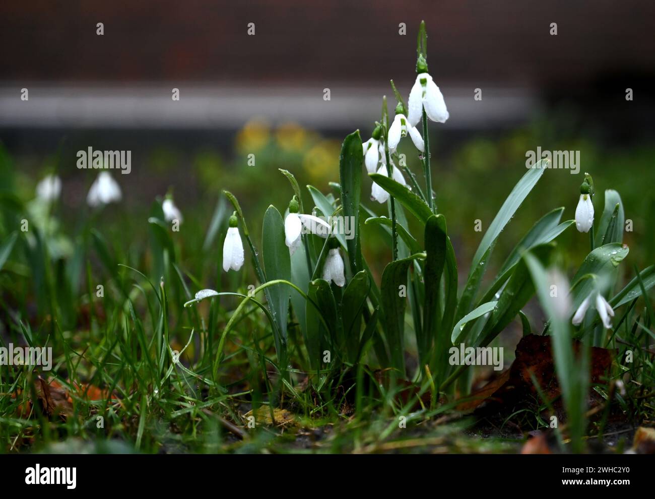 Hamburg, Germany. 09th Feb, 2024. Drops of water hang from snowdrops in ...