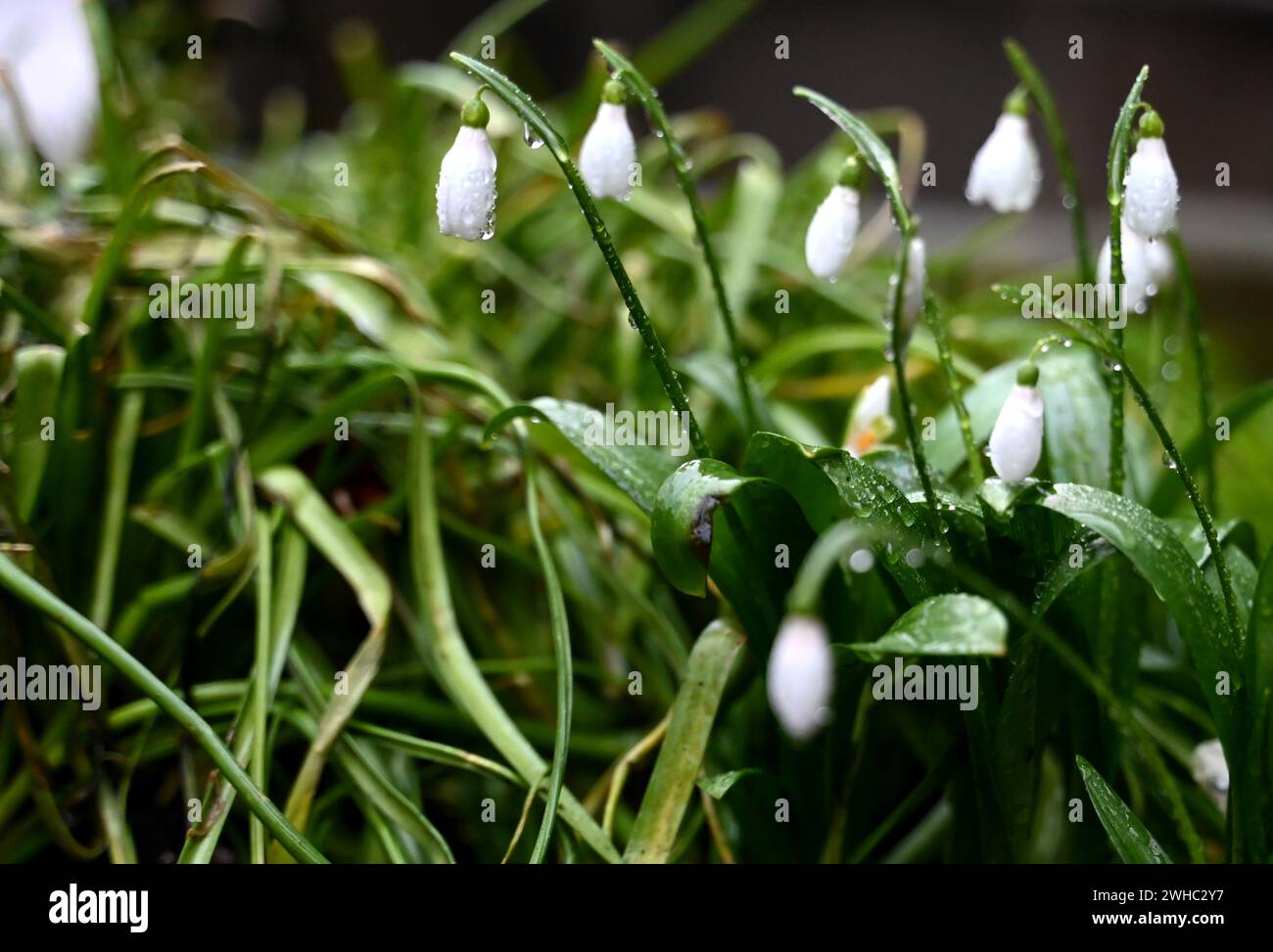 Hamburg, Germany. 09th Feb, 2024. Drops of water hang from snowdrops in ...