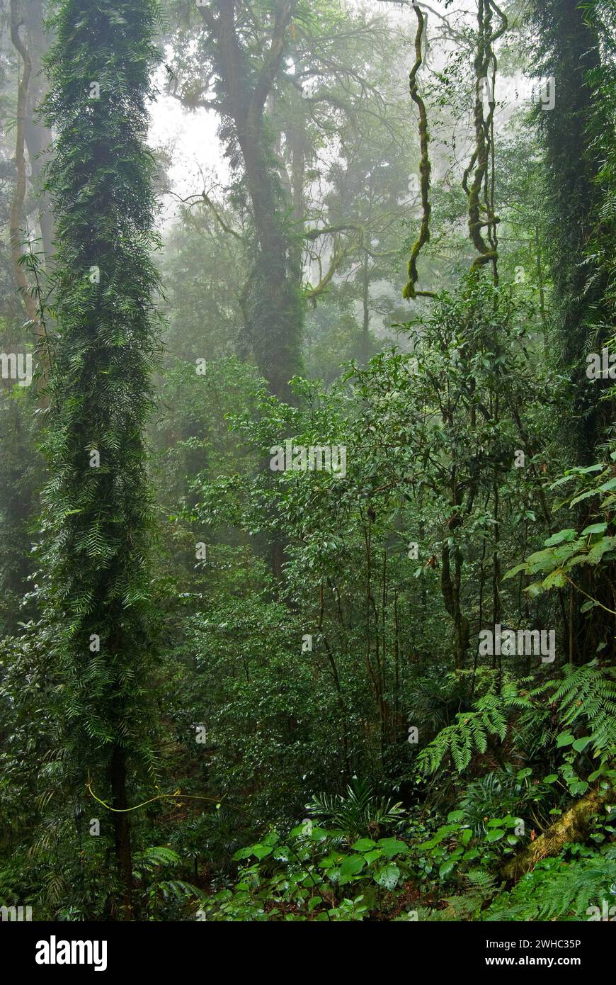 Cool temperate forest hi-res stock photography and images - Alamy