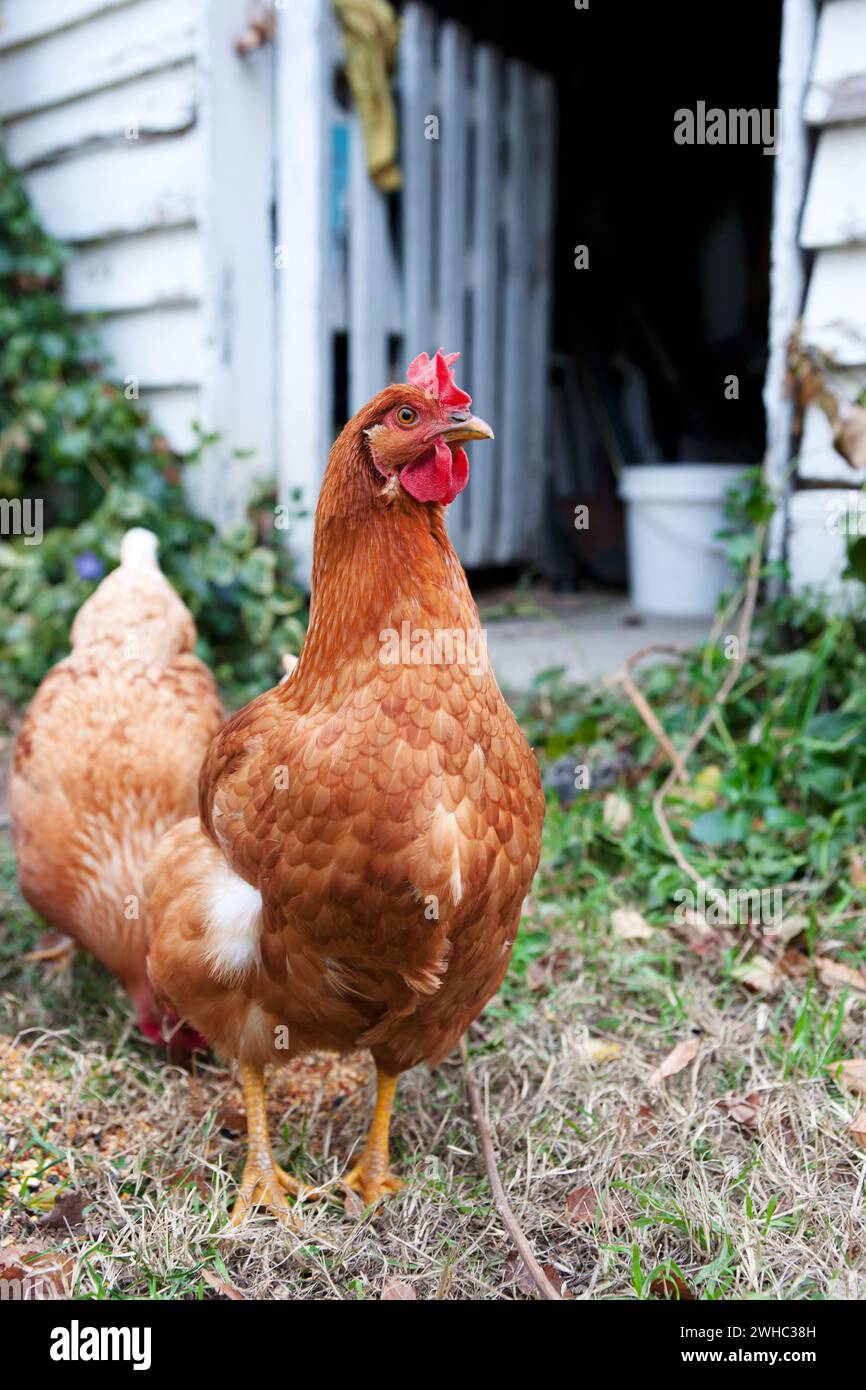 Isobrown chickens in yard Stock Photo - Alamy