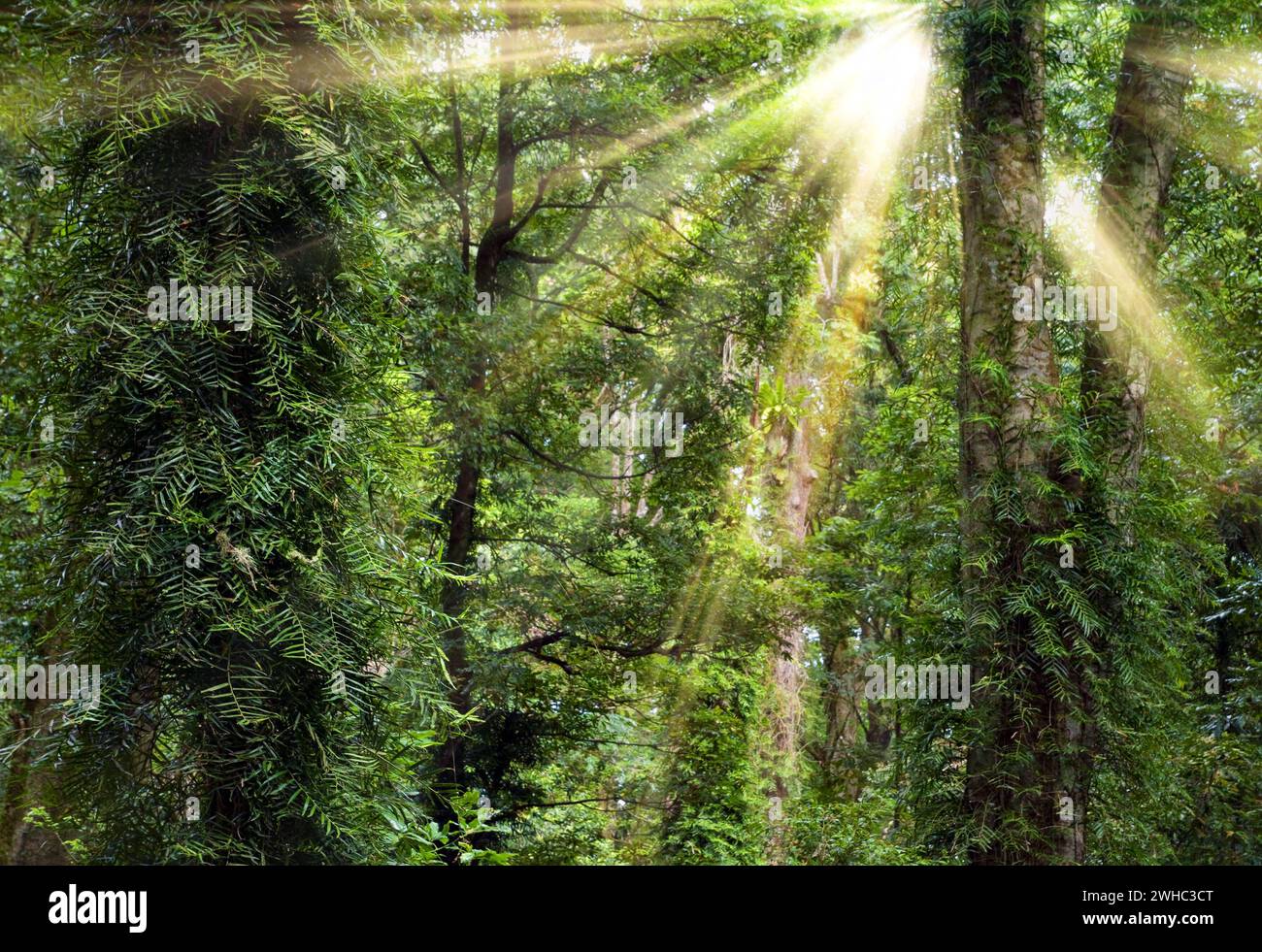 Sunshine through trees in rain forest Stock Photo - Alamy