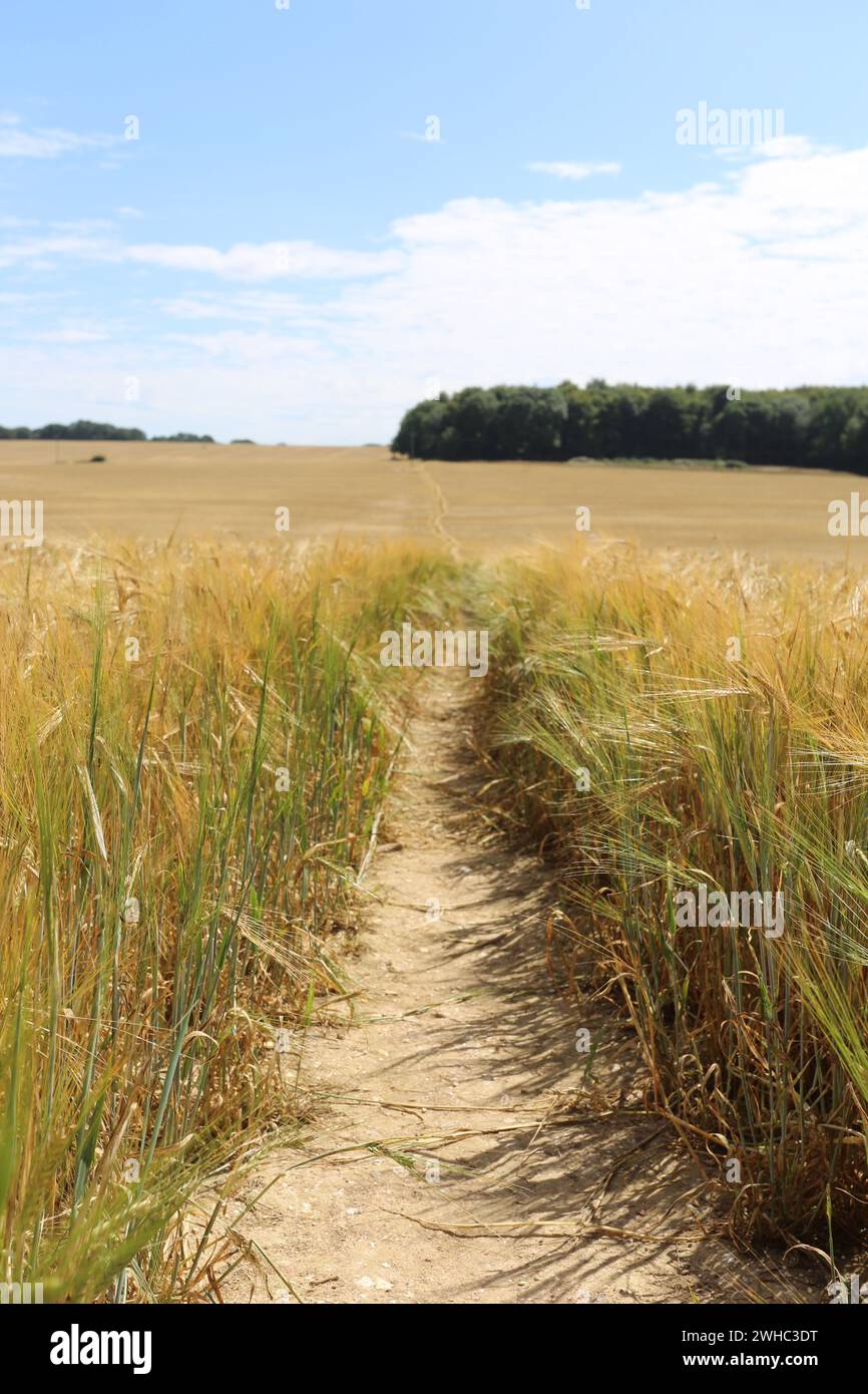 Path through wheatfield hi-res stock photography and images - Alamy