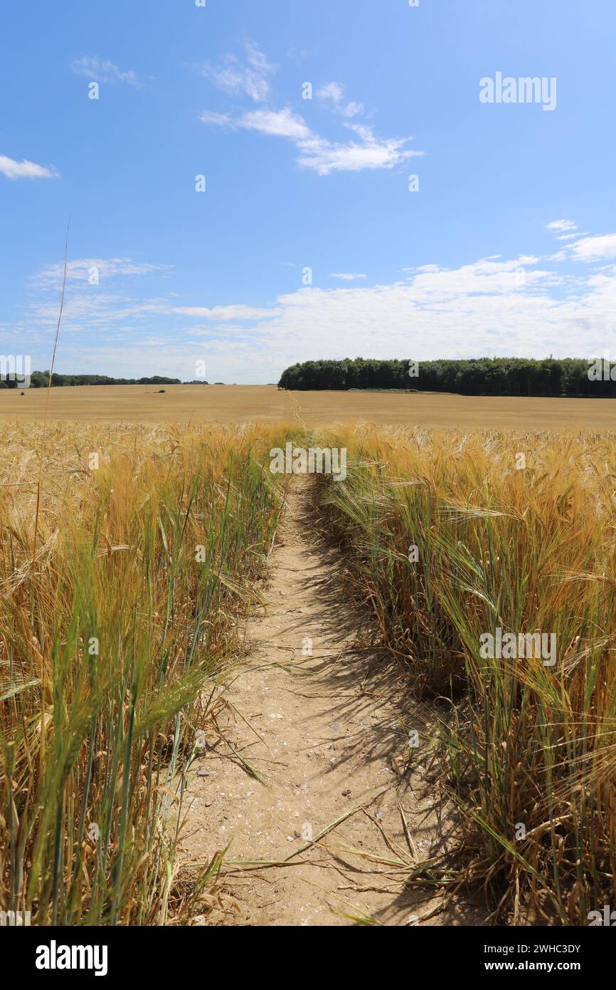 Finding a pathway through hi-res stock photography and images - Alamy