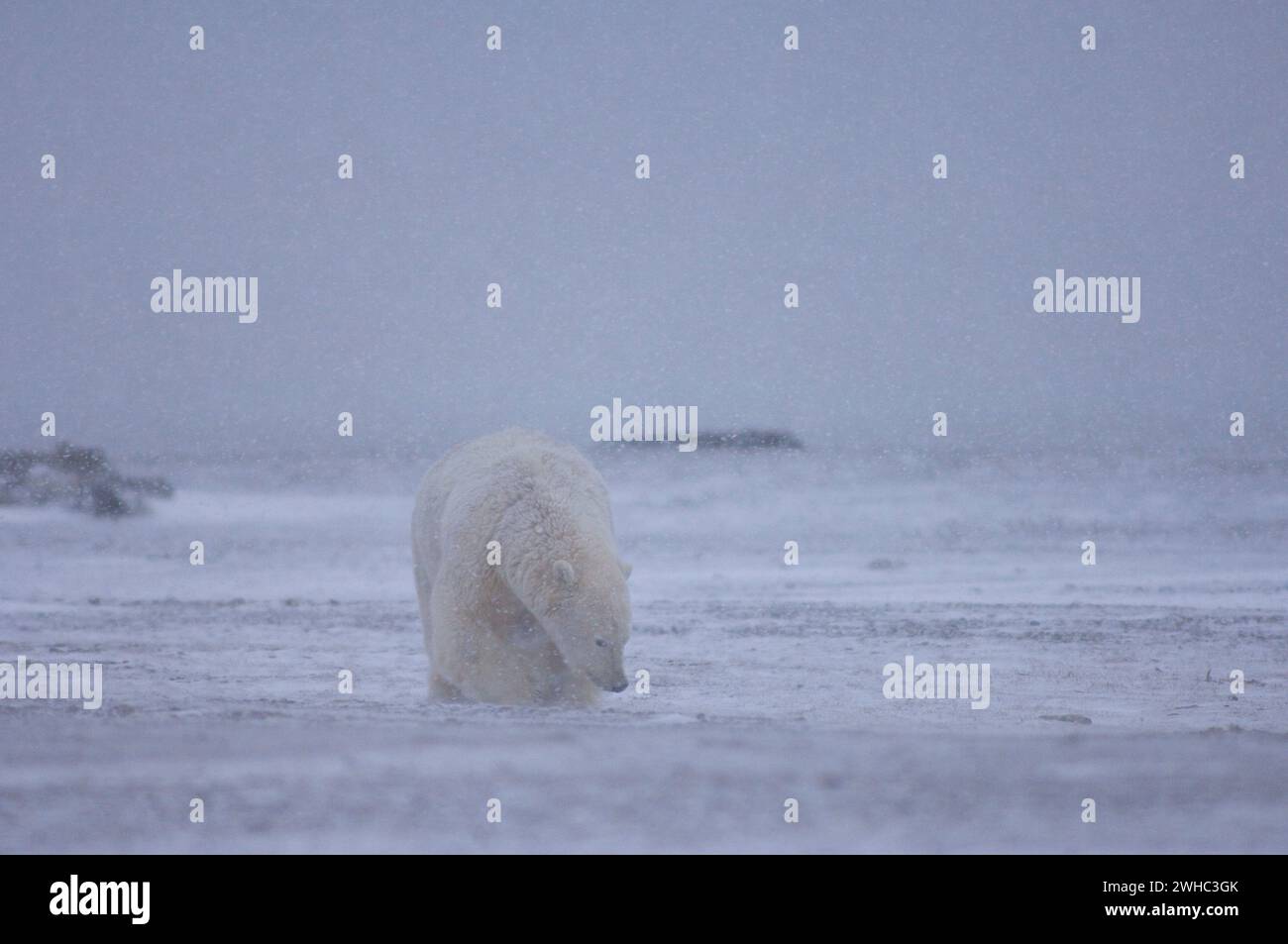 polar bear, Ursus maritimus Boar neck thicker then head on a barrier ...