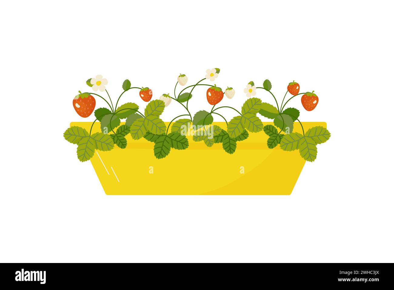 Strawberry in yellow balcony long pot ,cultivation, garden ,, on ...