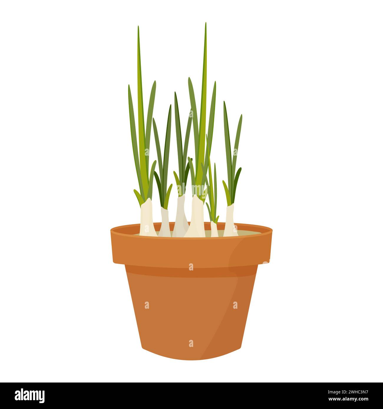 Pot with grown green onions, vector illustration farm Stock Vector ...