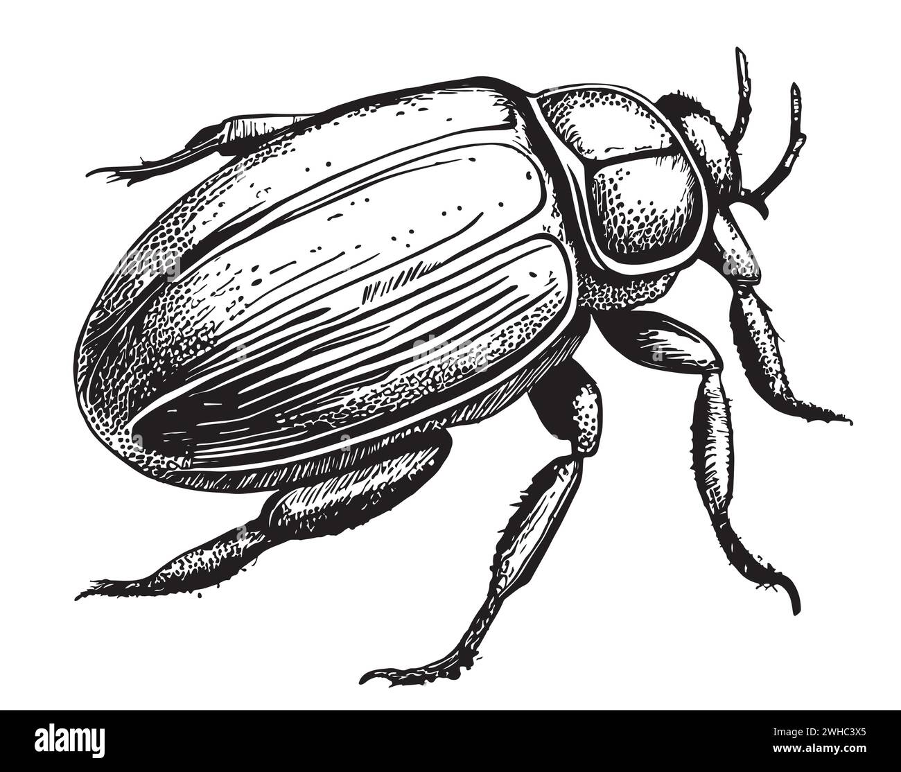 Vintage scarab beetle drawing Black and White Stock Photos & Images - Alamy