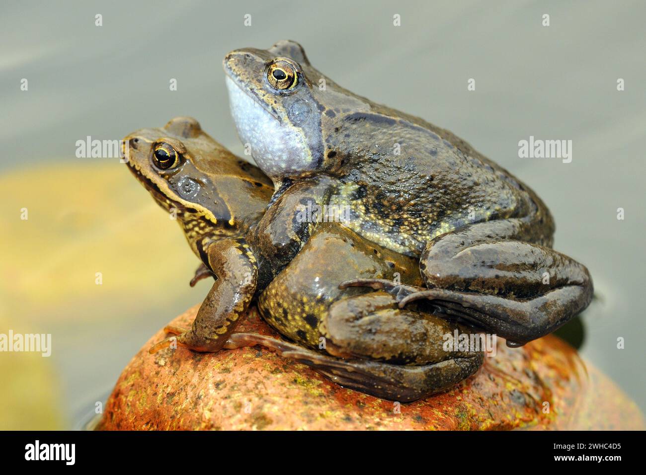 Real frogs hi-res stock photography and images - Alamy