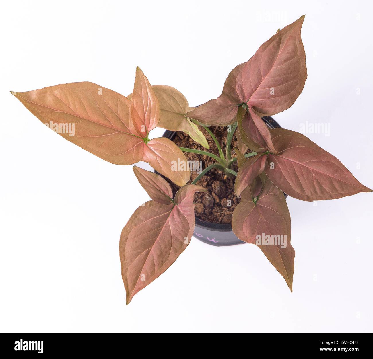 Syngonium red hi-res stock photography and images - Alamy