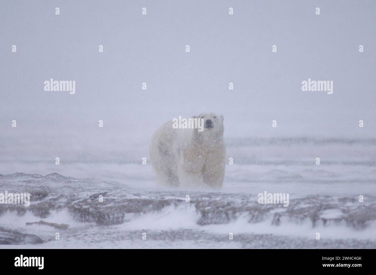 polar bear, Ursus maritimus Boar neck thicker then head on a barrier ...