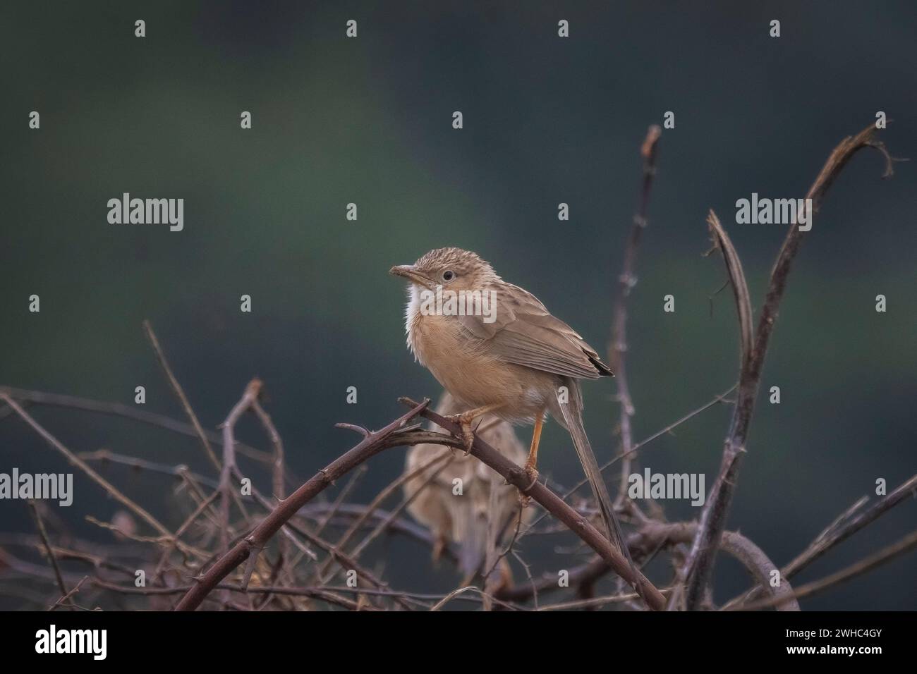 Common Babbler, Argya caudata, Panna Tiger Reserve, Madhya Pradesh ...