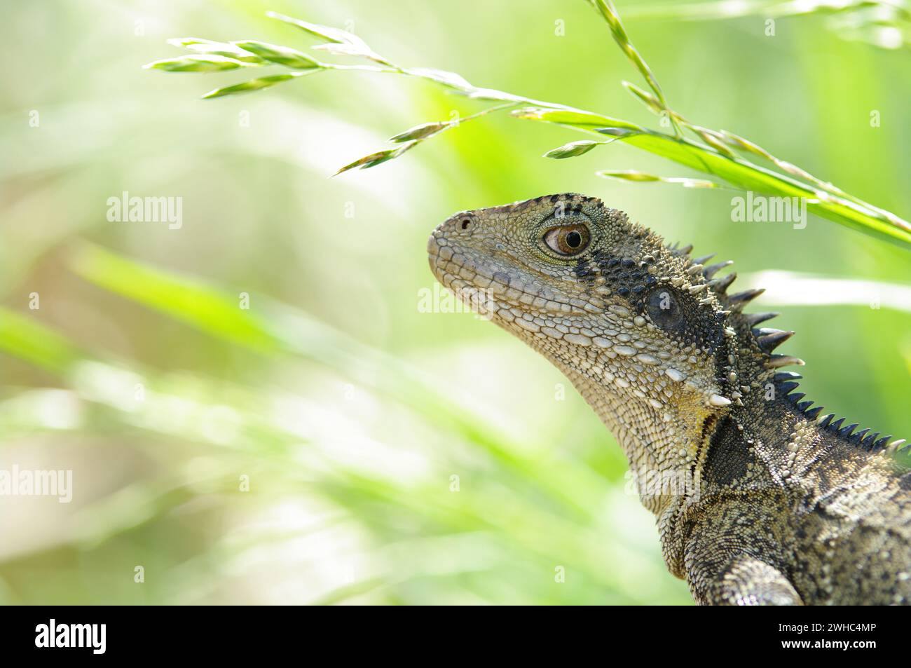 great image of an australian eastern water dragon (Physignathus ...